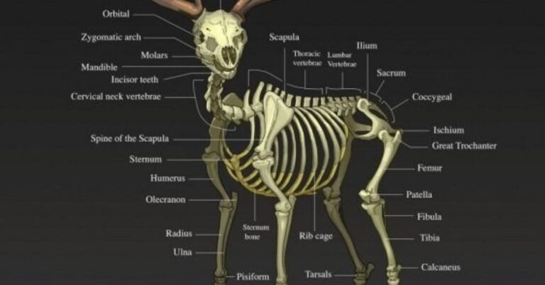 Exploring the Complex deer anatomy
